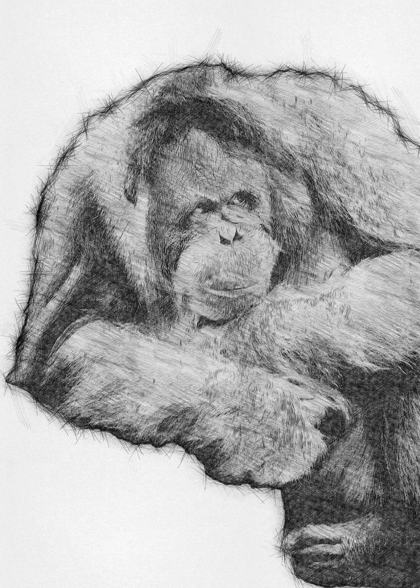 'Monkey Pencil Sketch Draw' Poster by Aniebert Ballo | Displate