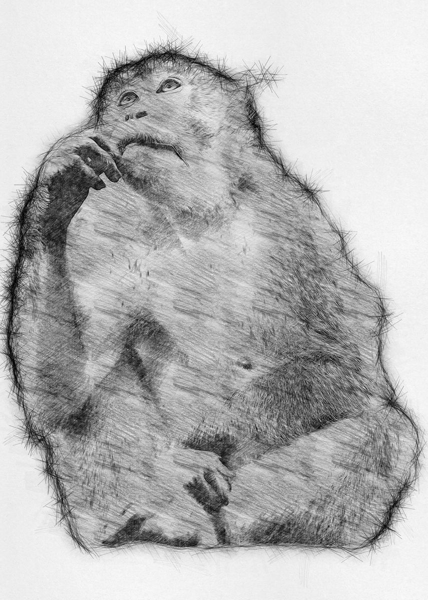 'Monkey Pencil Sketch Draw' Poster, picture, metal print, paint by ...