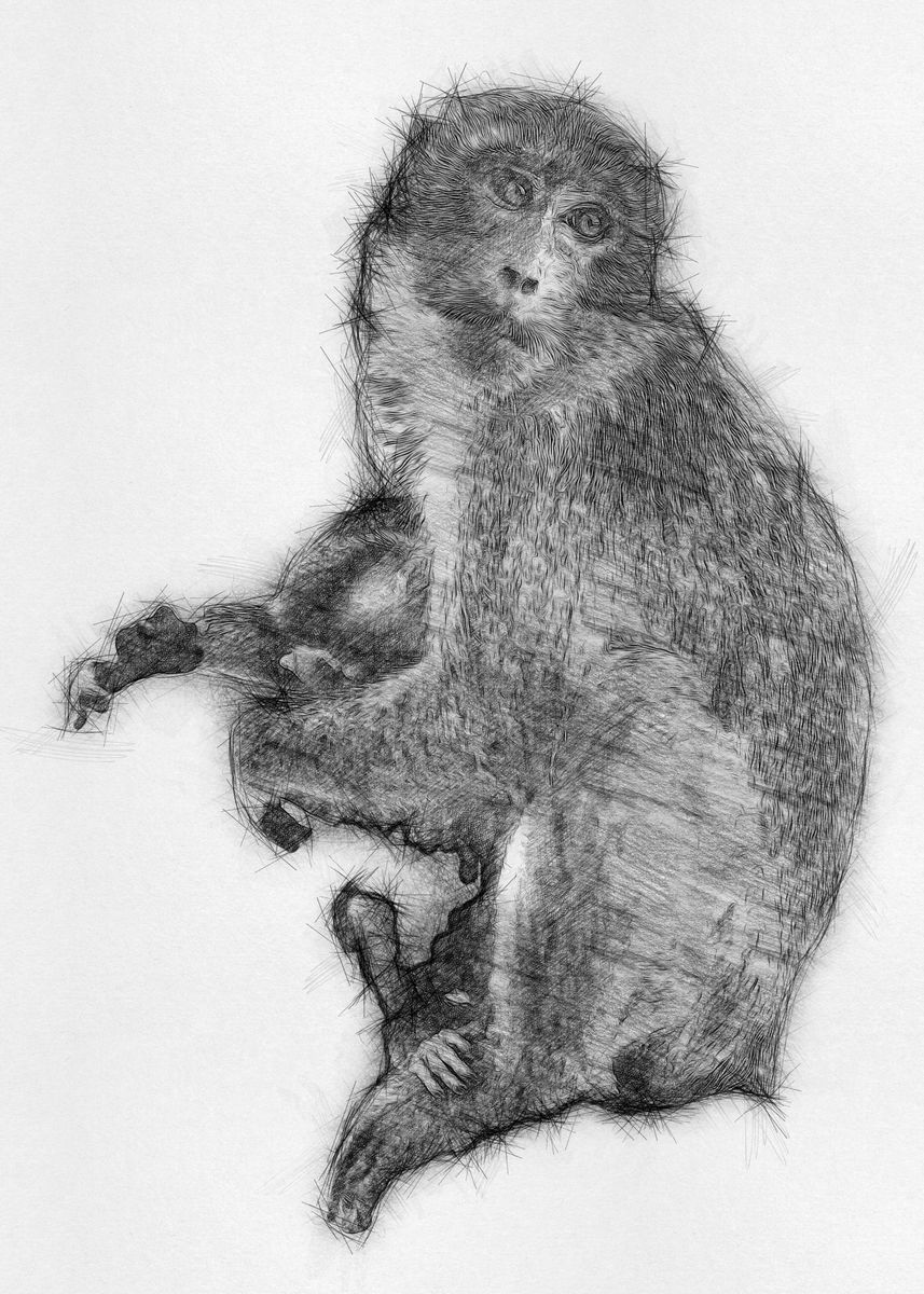 'Monkey Pencil Sketch Arts' Poster by Aniebert Ballo | Displate