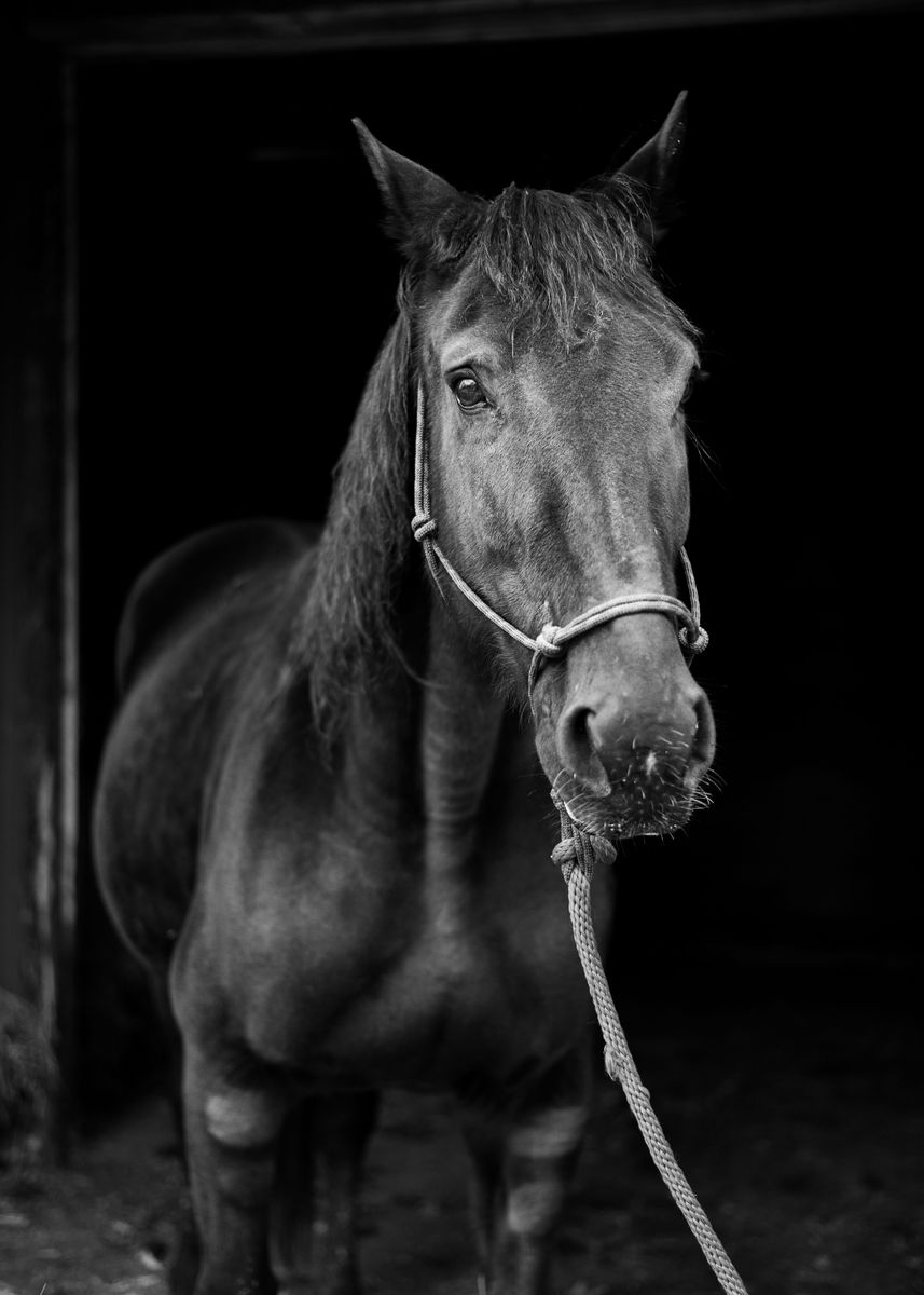 'Ava the Horse' Poster, picture, metal print, paint by Nick Tait | Displate