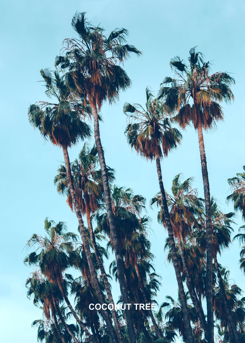 'Coconut Tree' Poster by Coldbrew Creative | Displate