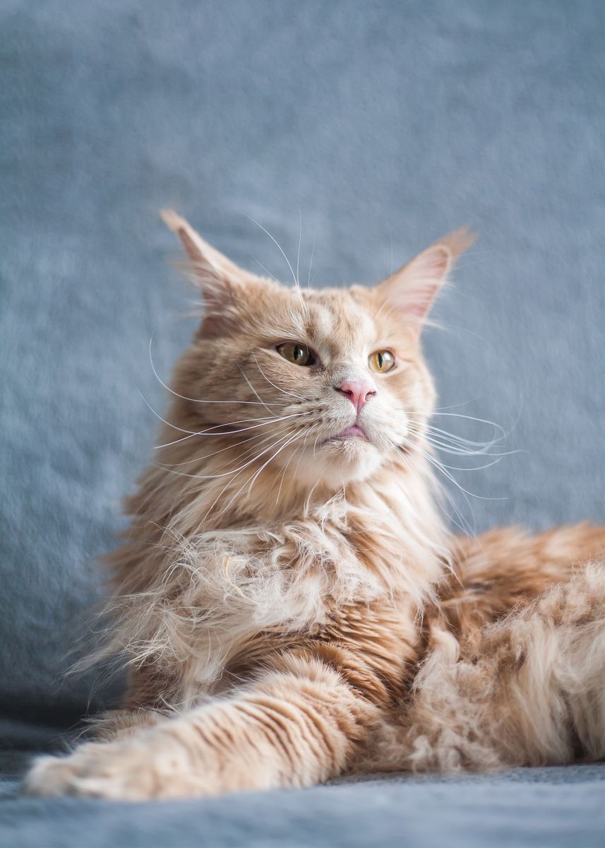 'Cat sitting' Poster, picture, metal print, paint by Amateras Design ...