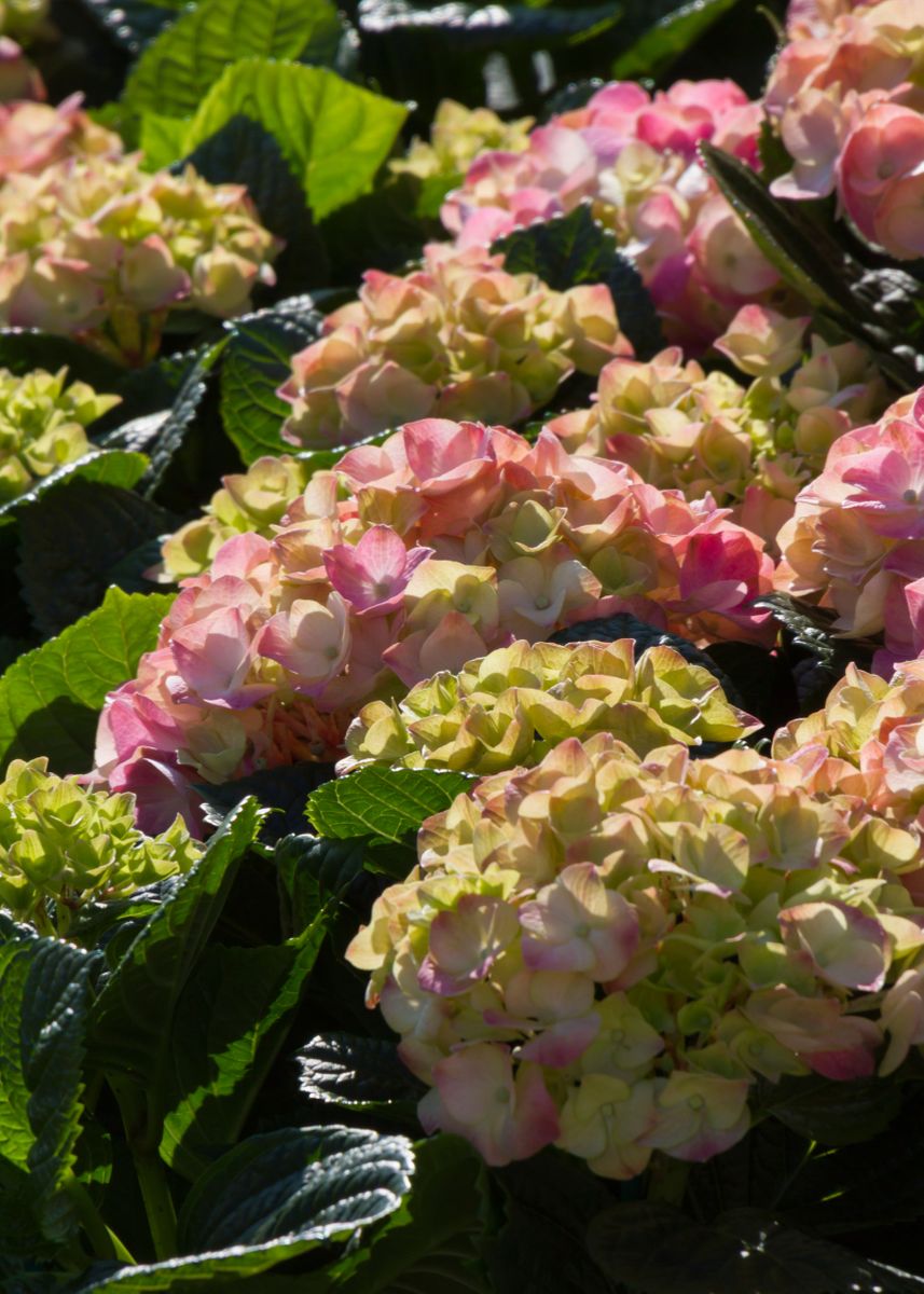 'hydrangea in bloom' Poster by Ornella Bonomini | Displate