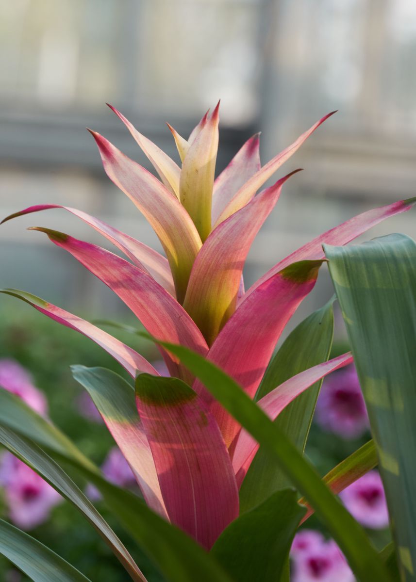 'vriesea carinata flower ' Poster, picture, metal print, paint by ...