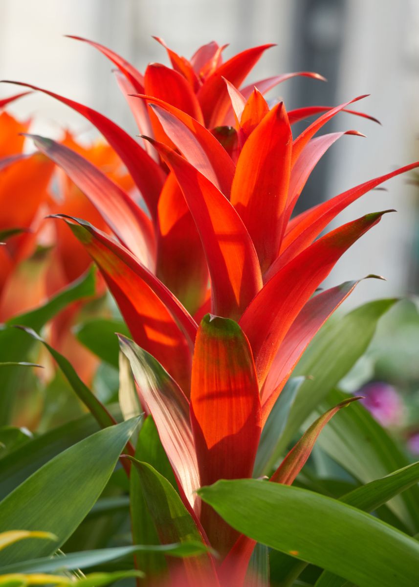 'vriesea carinata flower ' Poster, picture, metal print, paint by ...