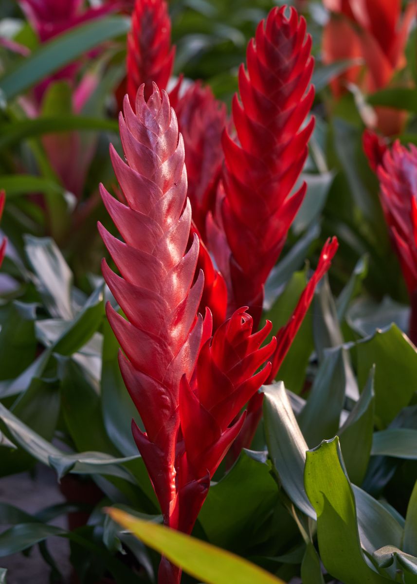 'vriesea carinata flower ' Poster, picture, metal print, paint by ...