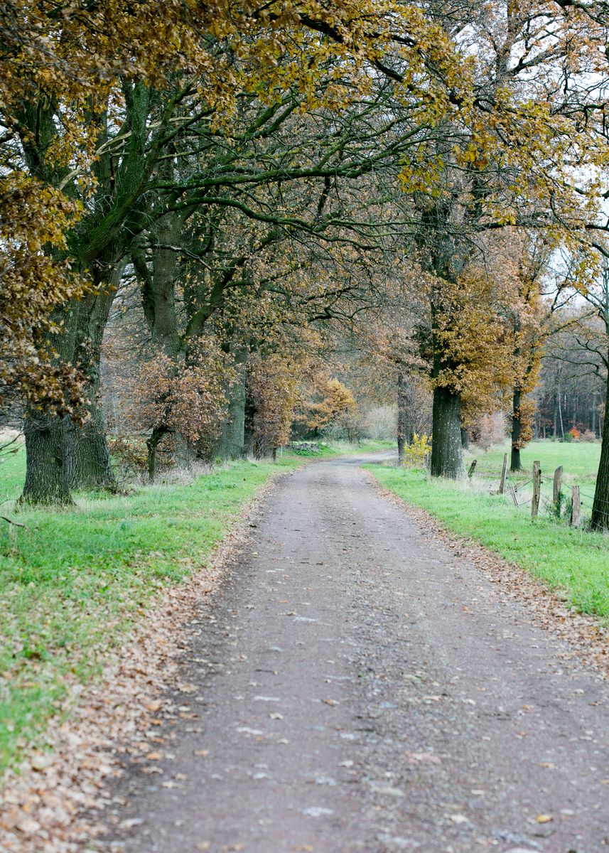'Wild forest empty roads' Poster by BakalaeroZz Photography | Displate