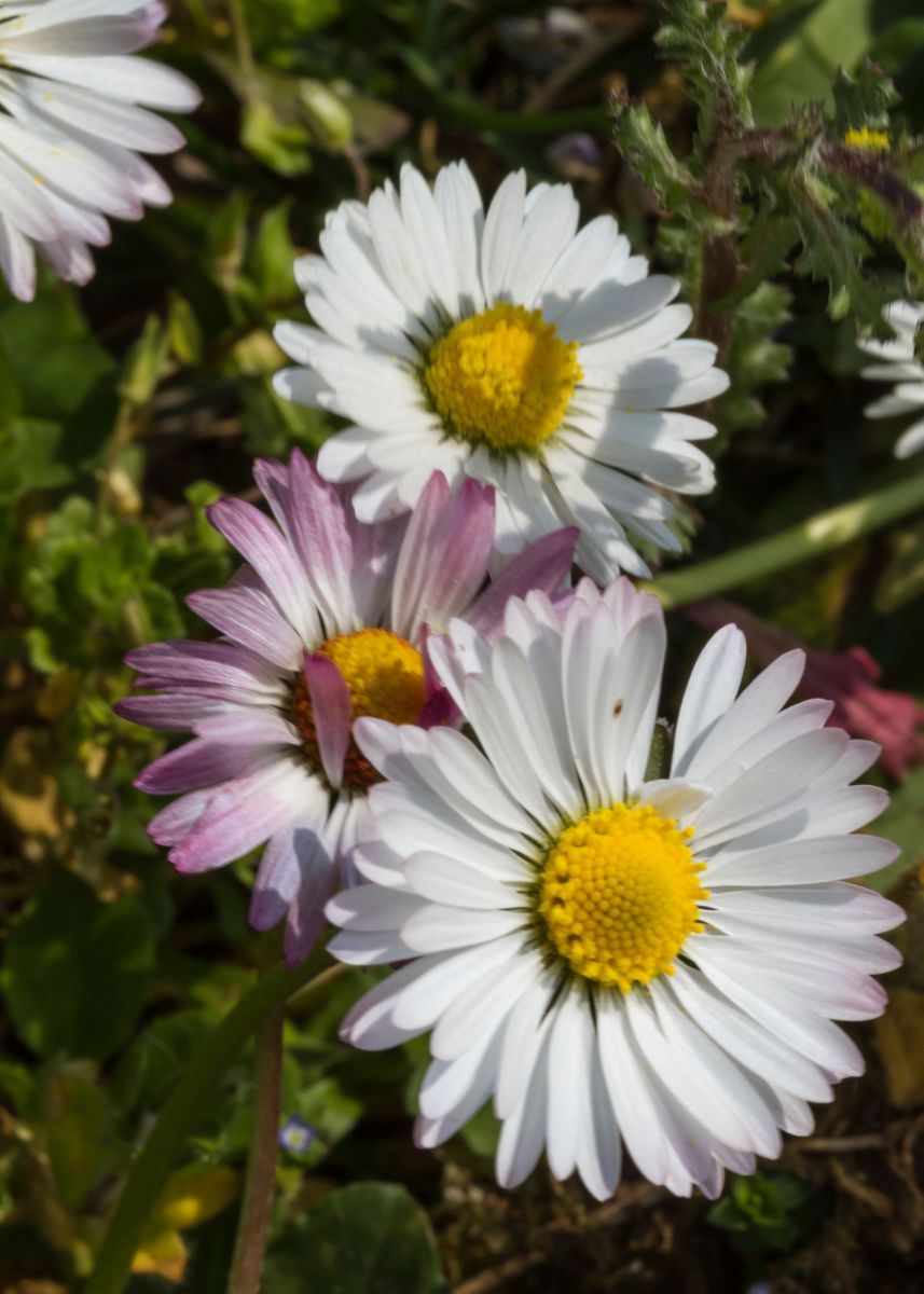 'daisies in spring' Poster, picture, metal print, paint by Ornella ...