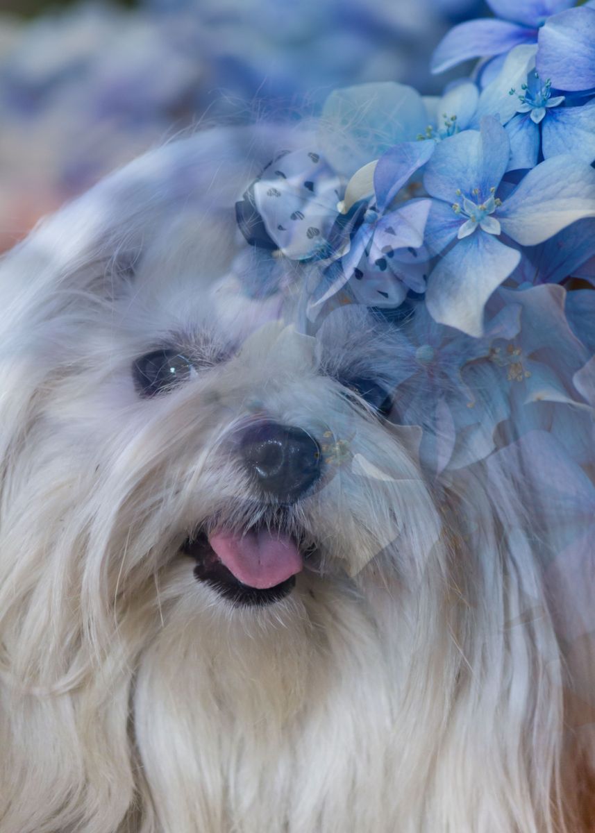 'dog and hydrangea ' Poster, picture, metal print, paint by Ornella ...