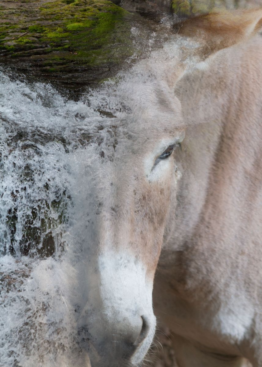 'donkey and waterfall ' Poster, picture, metal print, paint by Ornella ...