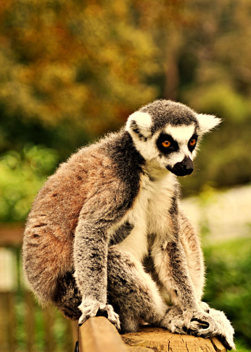 'Gorgeous Lemur' Poster, picture, metal print, paint by Jane Lovering ...
