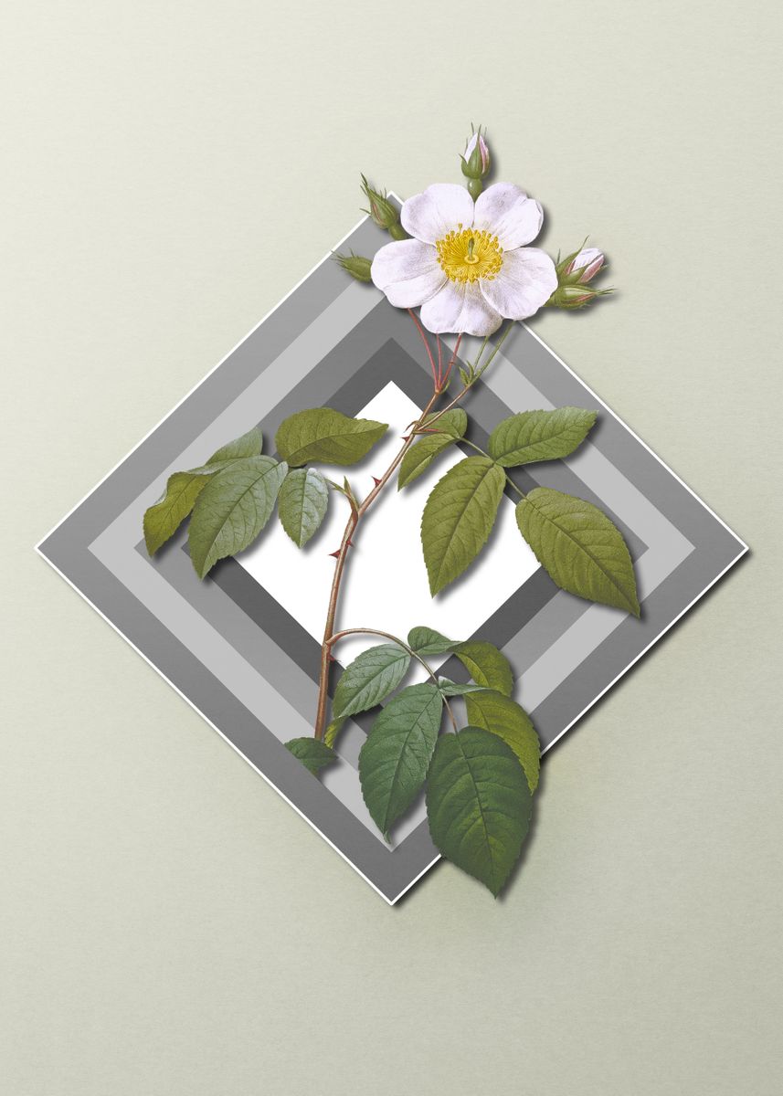 'Roses on Paper Diamonds' Poster, picture, metal print, paint by Holy ...