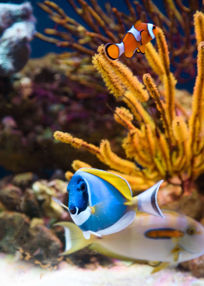 'Nemo and Dory' Poster, picture, metal print, paint by Artistic Prints ...