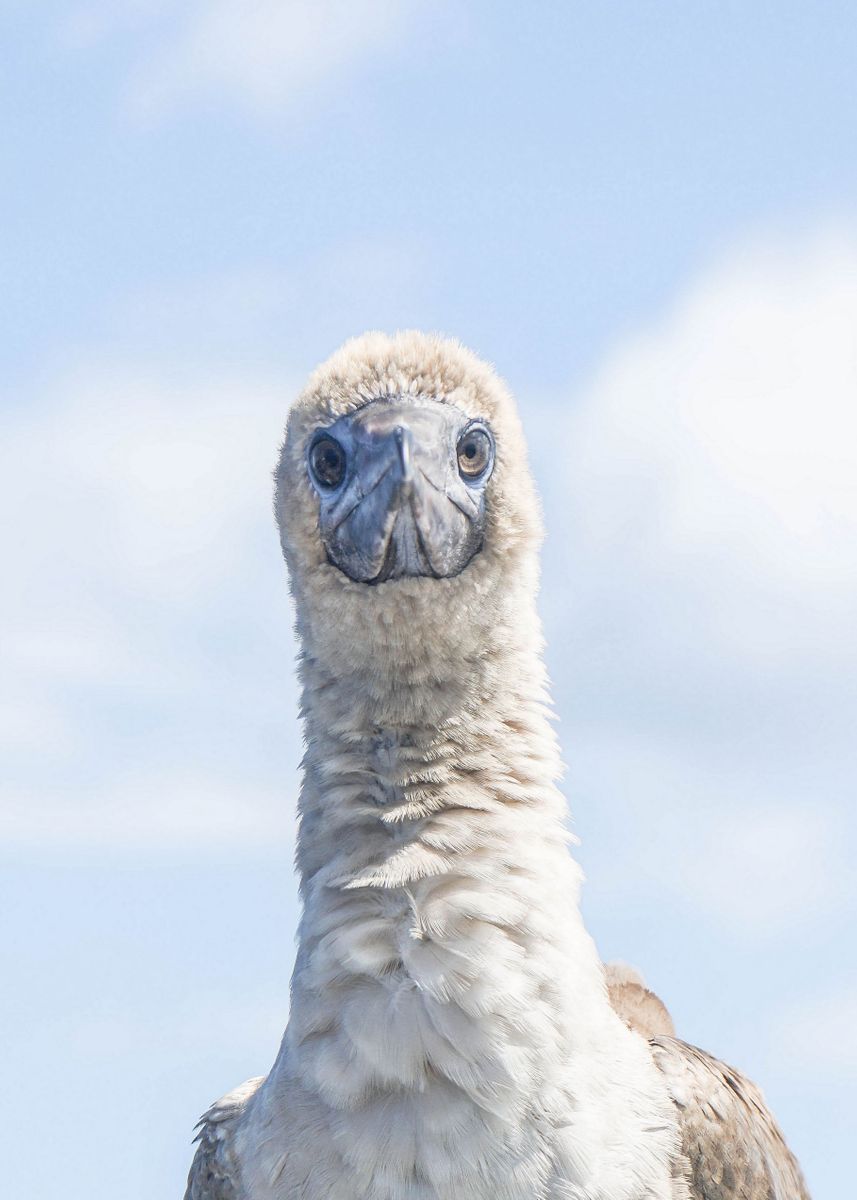 'Juvenile Portrait Bird' Poster by Fab Art | Displate