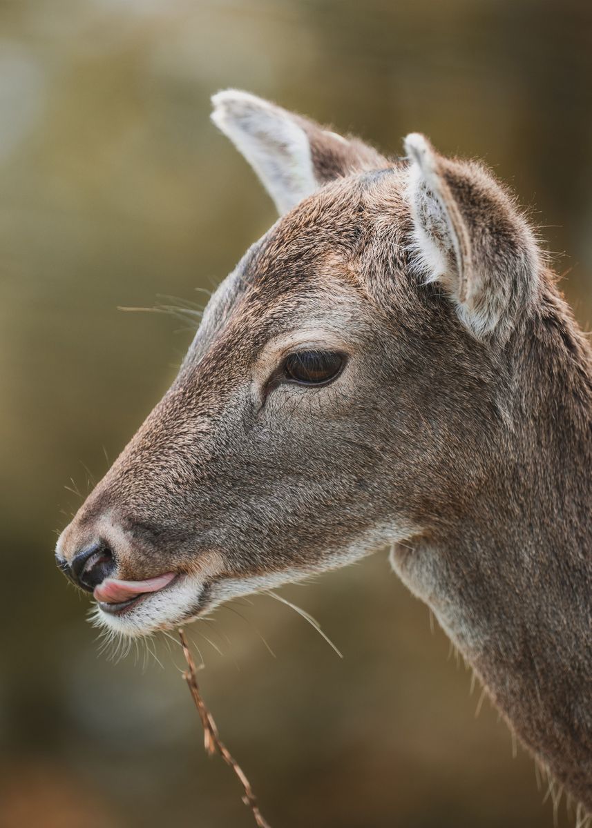 'Deer Portrait' Poster, picture, metal print, paint by Nick Lang | Displate