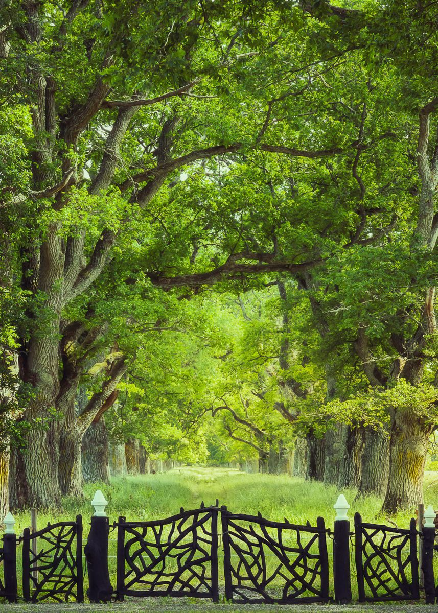 'Oak Tree Alley in Summer' Poster, picture, metal print, paint by ...