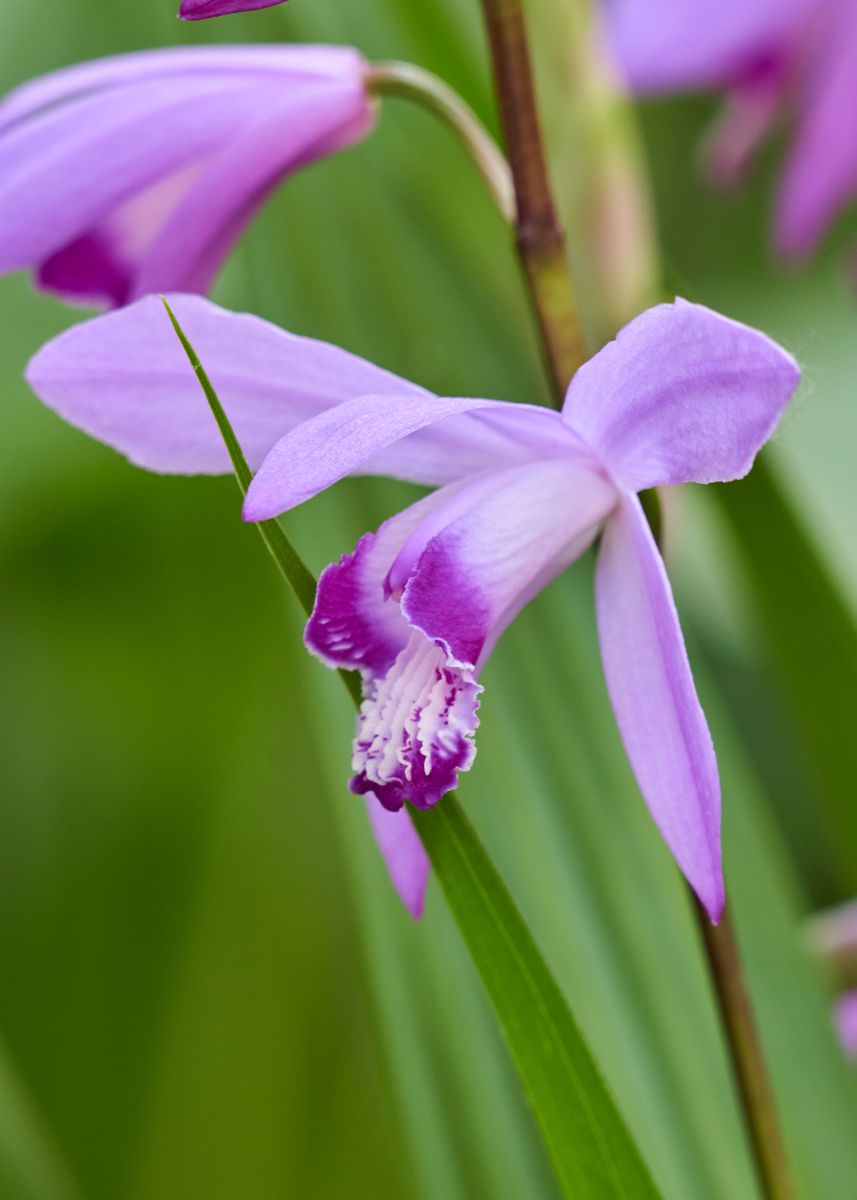 'bletilla striata flower' Poster, picture, metal print, paint by ...