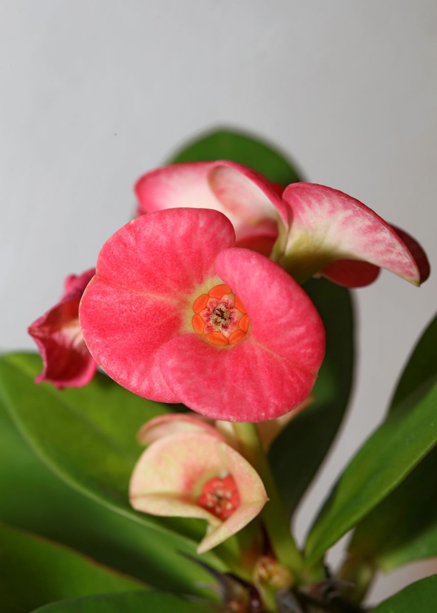 'Euphorbia milli background' Poster, picture, metal print, paint by ...