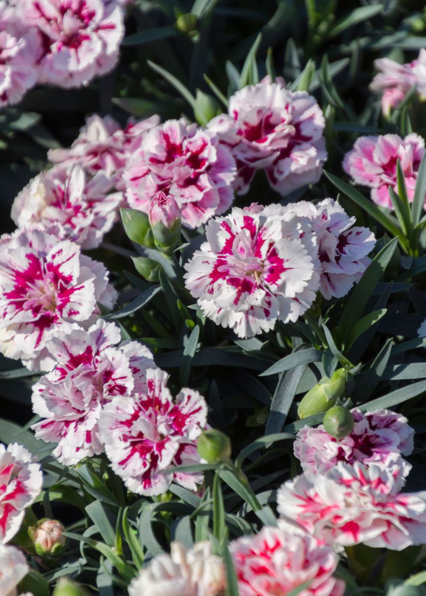 'carnation in the garden' Poster, picture, metal print, paint by ...