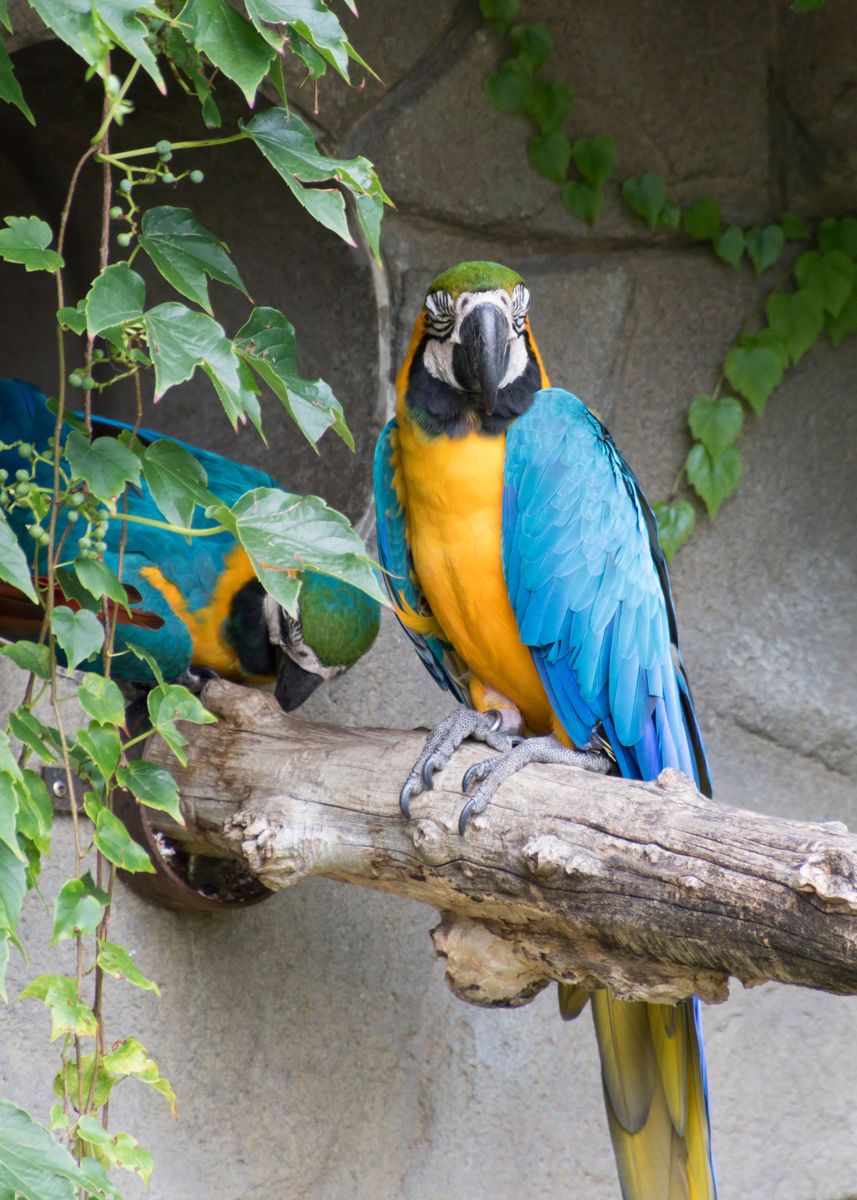 'ara ararauna parrot ' Poster, picture, metal print, paint by Ornella ...