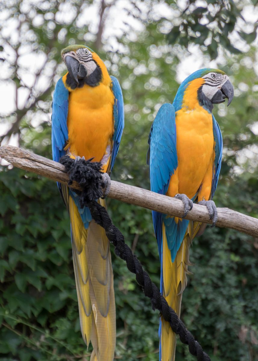 'ara ararauna parrot ' Poster, picture, metal print, paint by Ornella ...