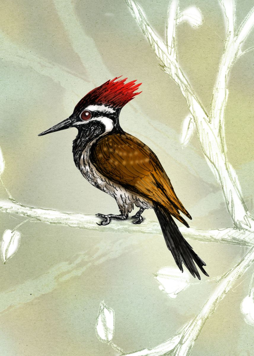 'Blackrumped flameback' Poster by Bianca Wisseloo | Displate