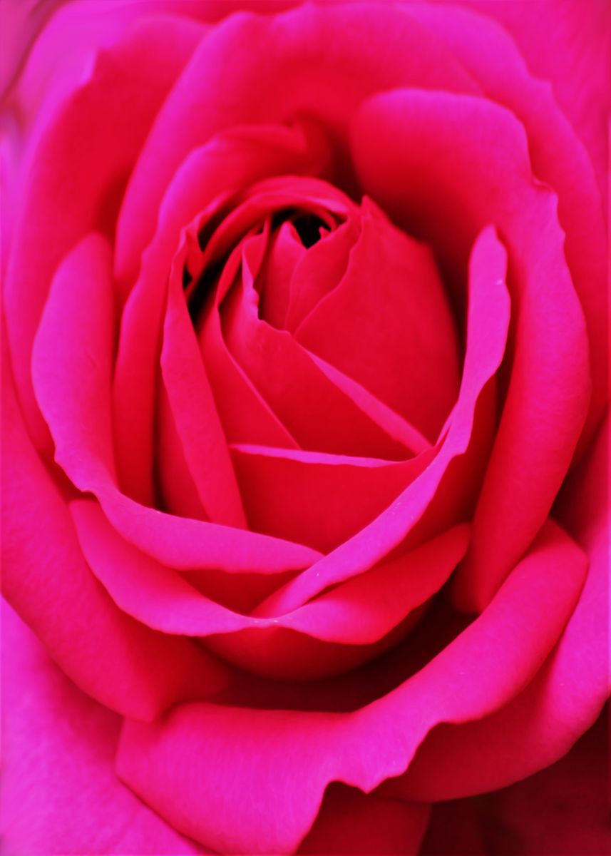 'Pink Rose Digital Art' Poster, picture, metal print, paint by John ...