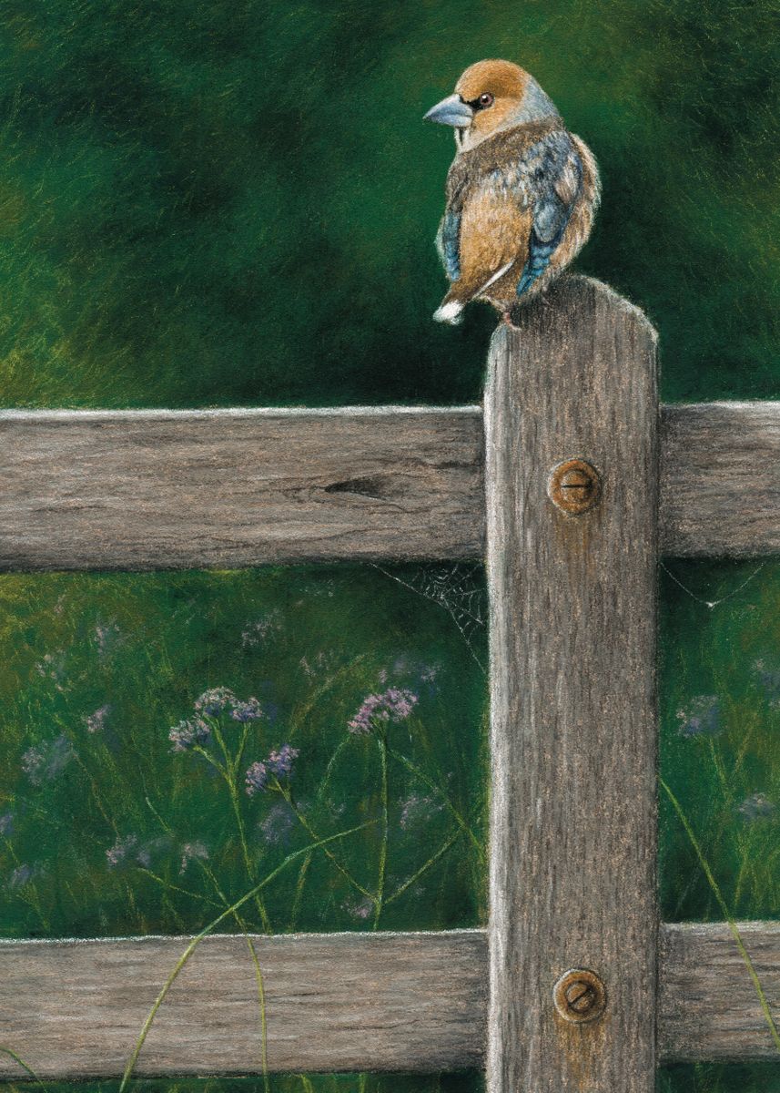 'Hawfinch' Poster, picture, metal print, paint by Mikhail Vedernikov ...