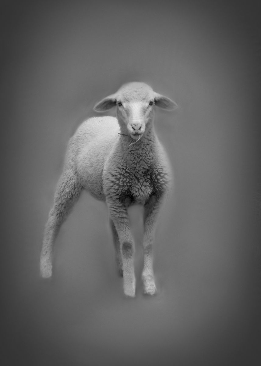 'cute lamb' Poster by Ornella Bonomini | Displate