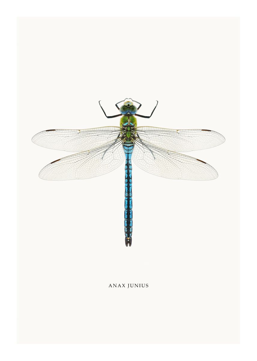 'Anax Junius' Poster, picture, metal print, paint by Wildlife Art Print ...