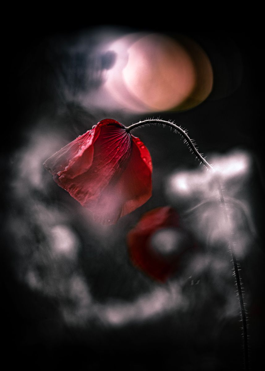 'Poppy heaven' Poster, picture, metal print, paint by Wiktor Borozdin ...