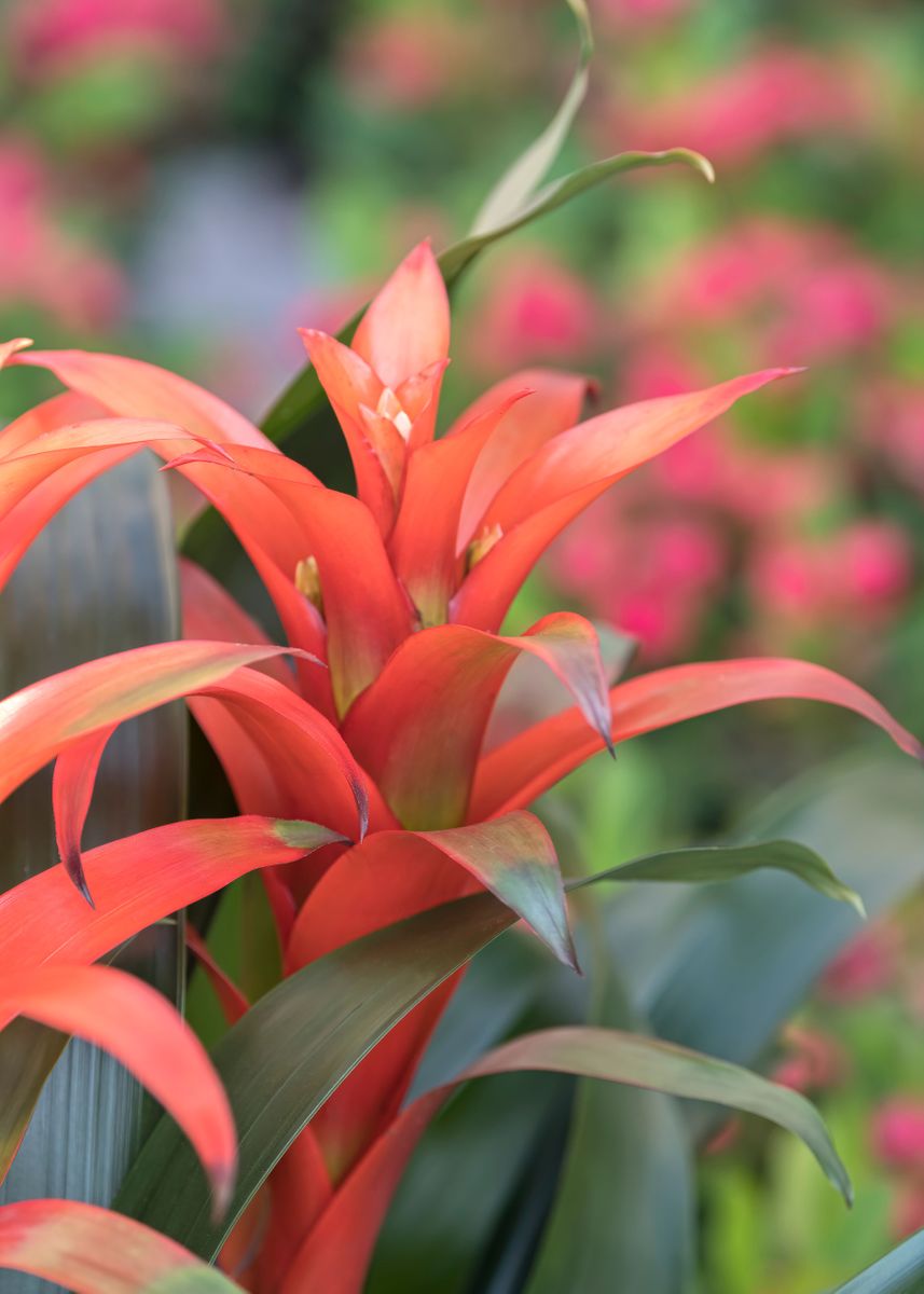 'guzmania lingulata ' Poster, picture, metal print, paint by Ornella ...