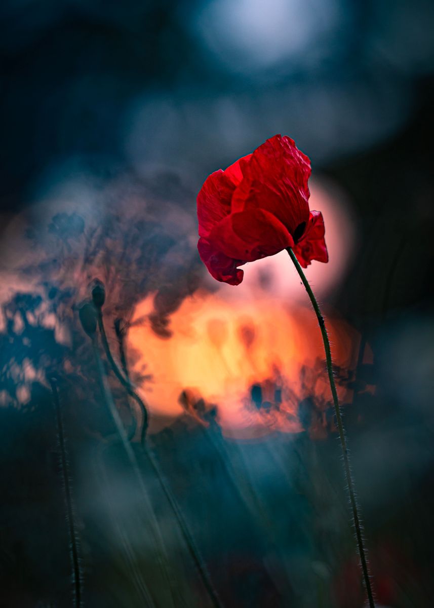 'Sunny poppy' Poster, picture, metal print, paint by Wiktor Borozdin ...