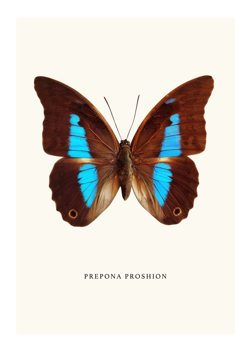 'Prepona Proshion' Poster, picture, metal print, paint by Wildlife Art ...