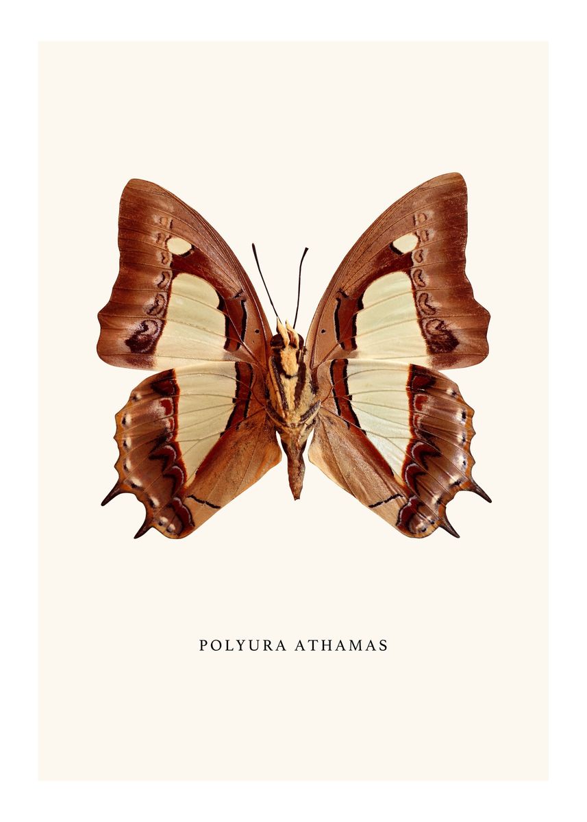 'Polyura Athamas' Poster, picture, metal print, paint by Wildlife Art ...