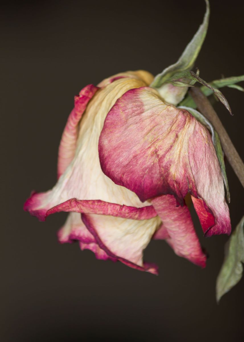 'dry rose' Poster by Ornella Bonomini | Displate