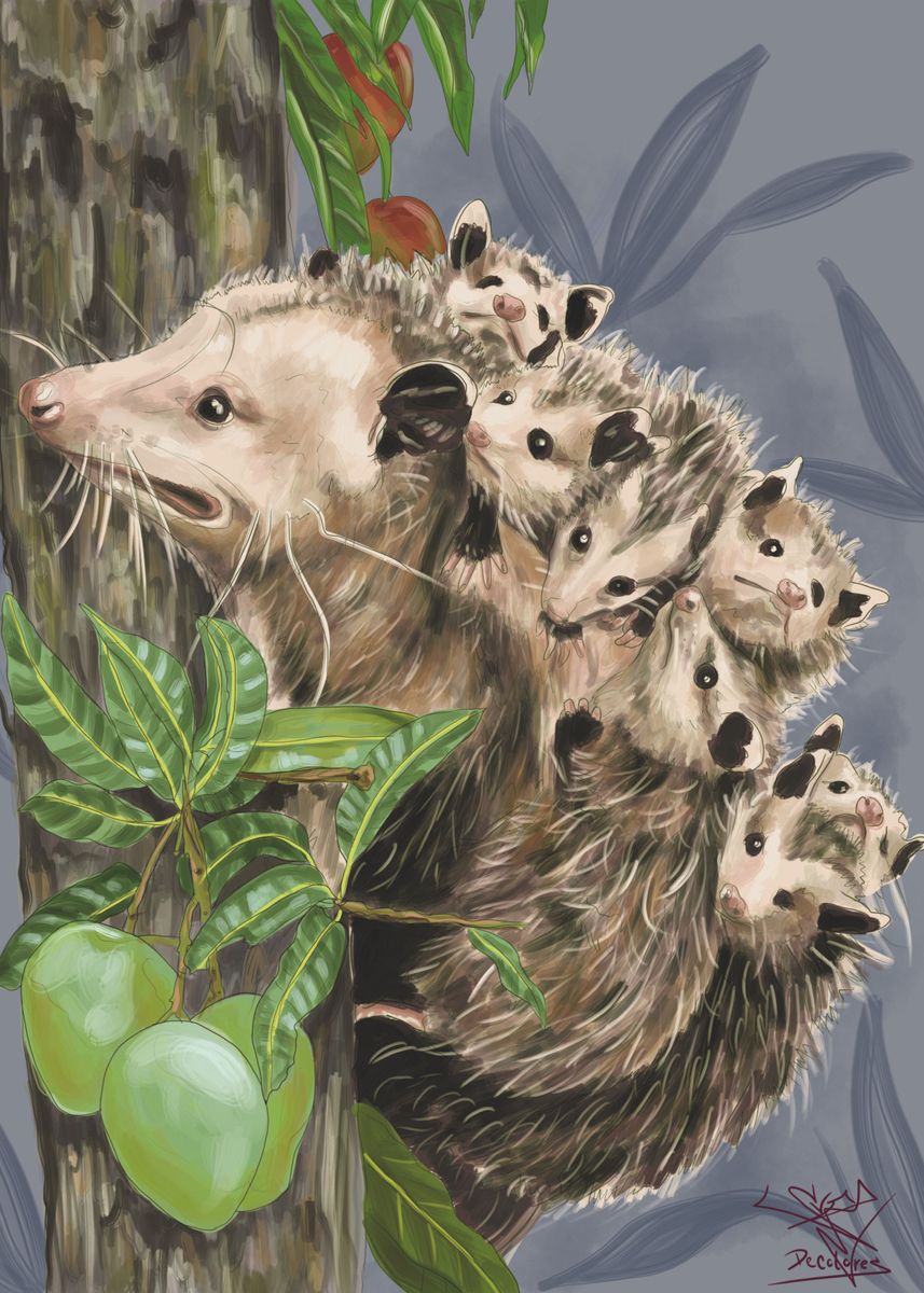 'Colombian Possums ' Poster, picture, metal print, paint by Sara ...