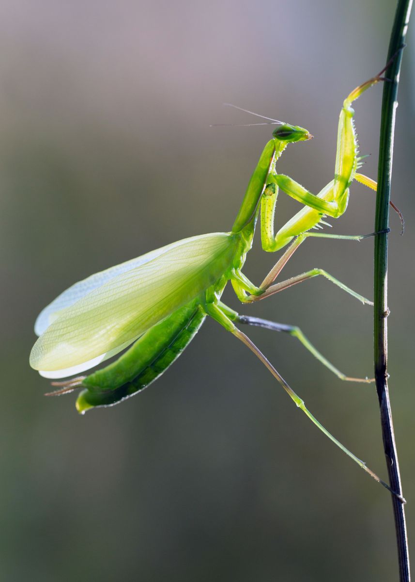 'The Mantis light' Poster, picture, metal print, paint by bertrand ...