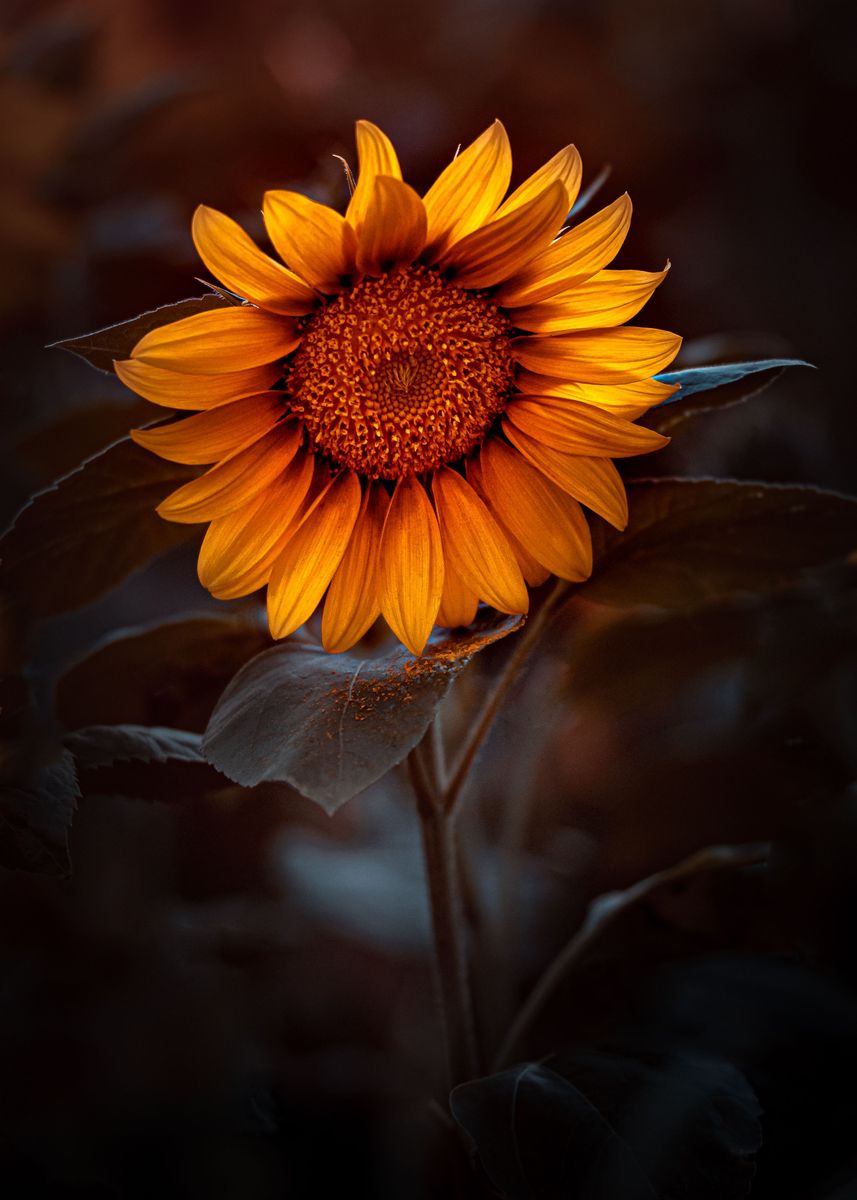 'Sunflower 5' Poster, picture, metal print, paint by Wiktor Borozdin ...