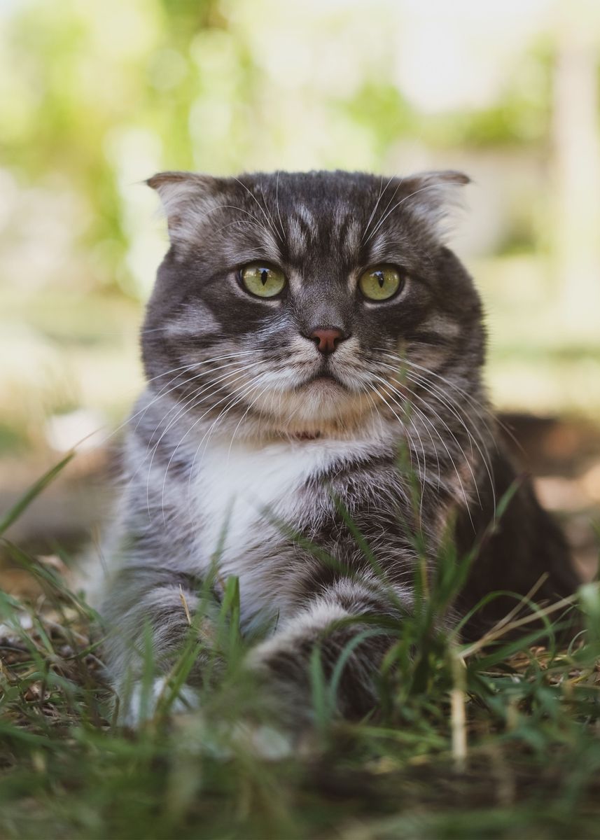 'cat poster' Poster by LAST LIGHT | Displate