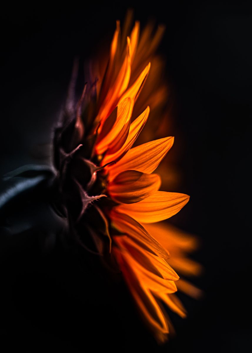 'Glowing ' Poster, picture, metal print, paint by Wiktor Borozdin ...