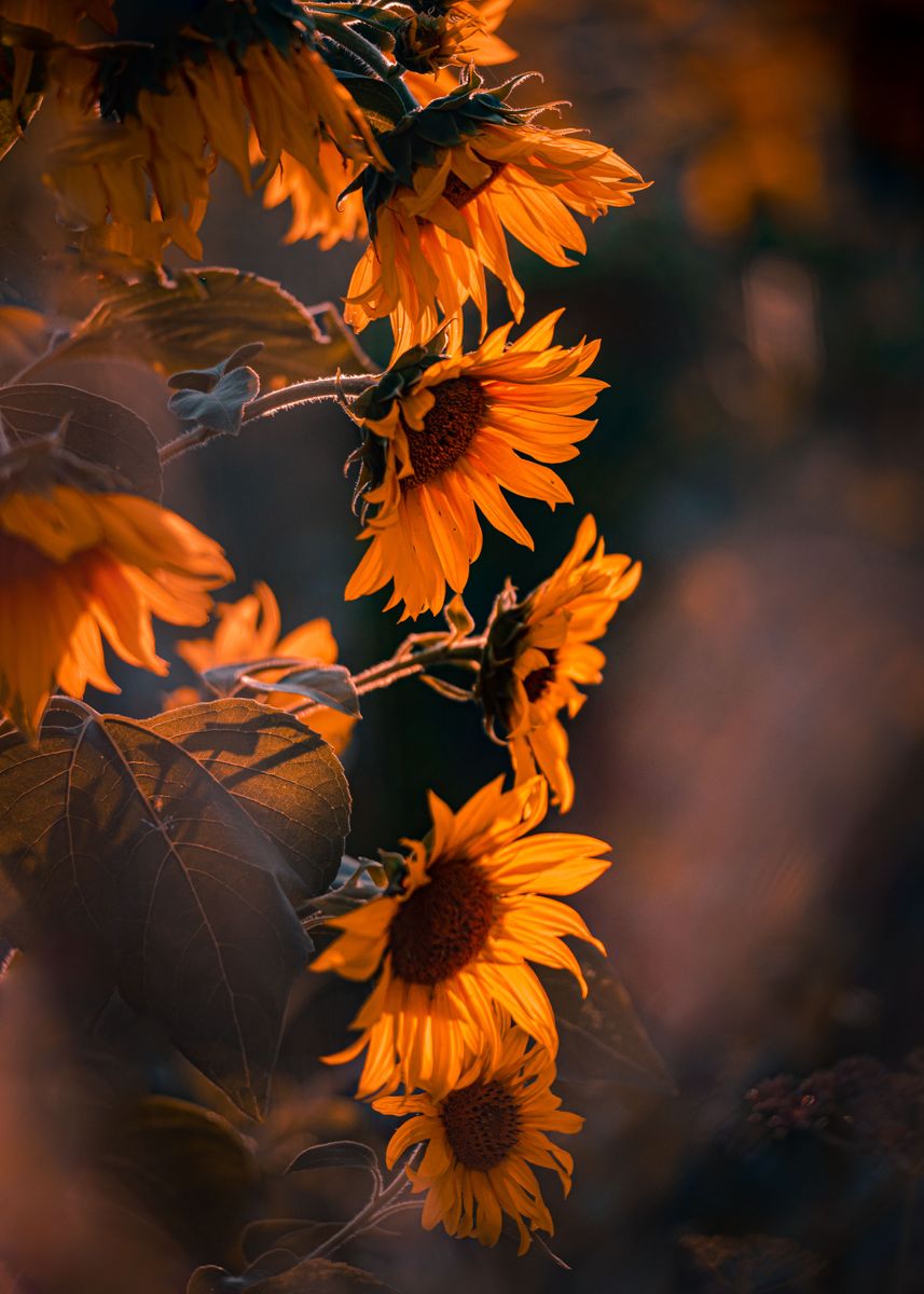'Sunny evening ' Poster, picture, metal print, paint by Wiktor Borozdin ...