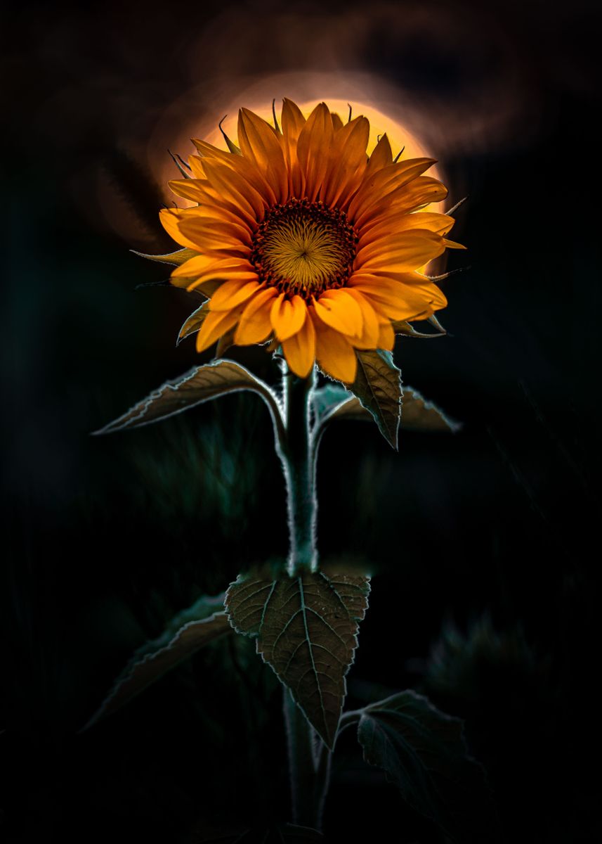 'Sunflower king' Poster by Wiktor Borozdin | Displate
