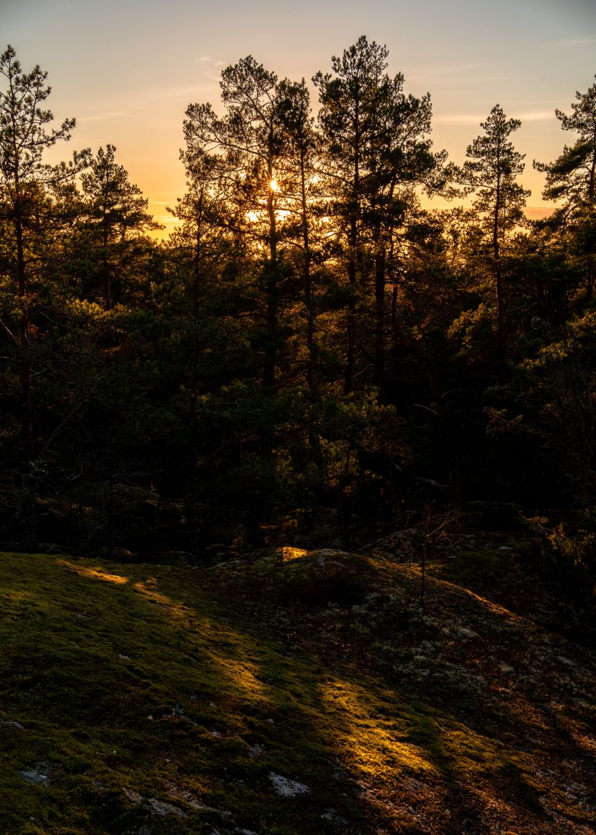 'Sunset in the forest' Poster, picture, metal print, paint by ...
