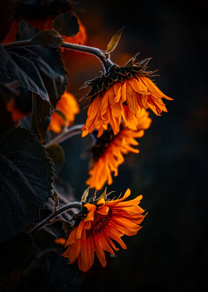 'Passing ' Poster, picture, metal print, paint by Wiktor Borozdin ...