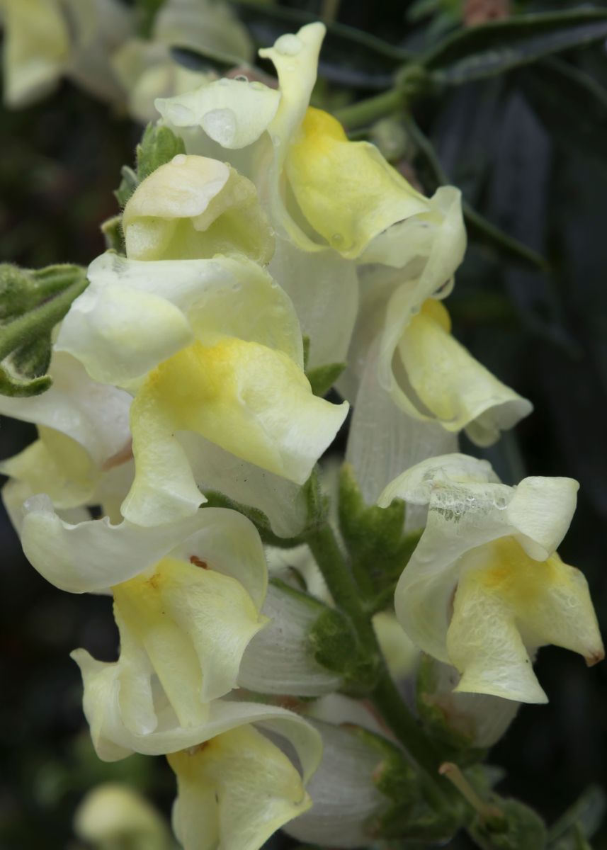 ' snapdragons in the garden' Poster, picture, metal print, paint by ...