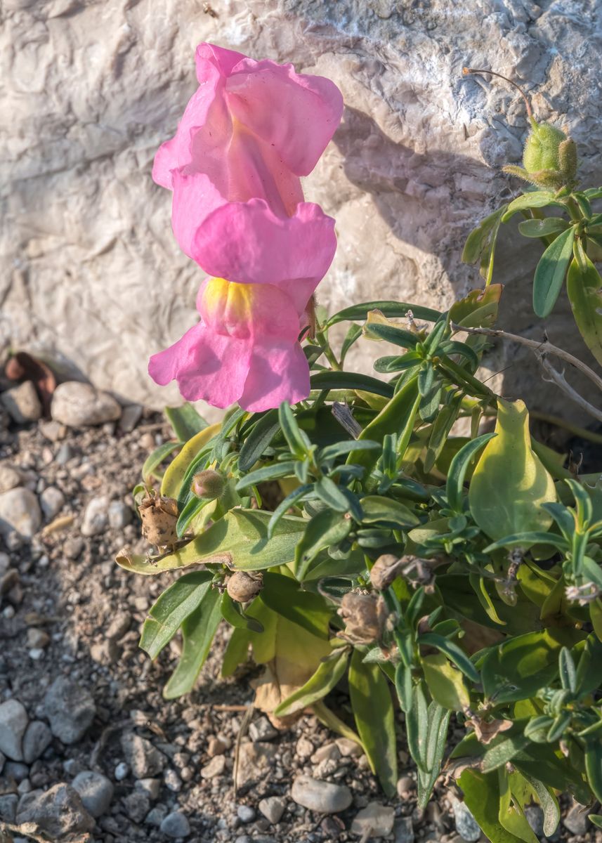 'snapdragons in bloom ' Poster, picture, metal print, paint by Ornella ...