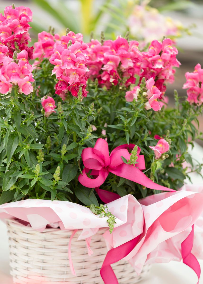 'snapdragons in bloom' Poster, picture, metal print, paint by Ornella ...