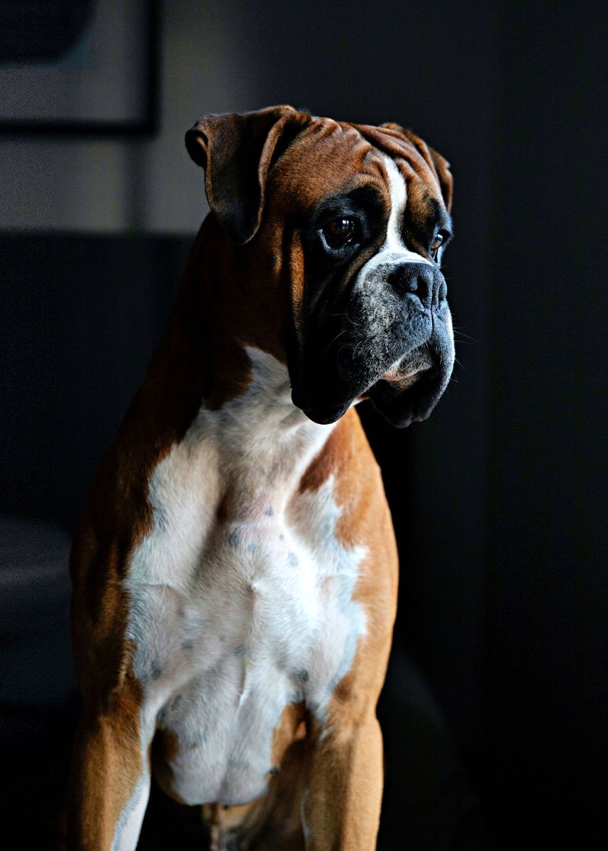 'Beautiful Boxer Dog' Poster, picture, metal print, paint by Jane ...