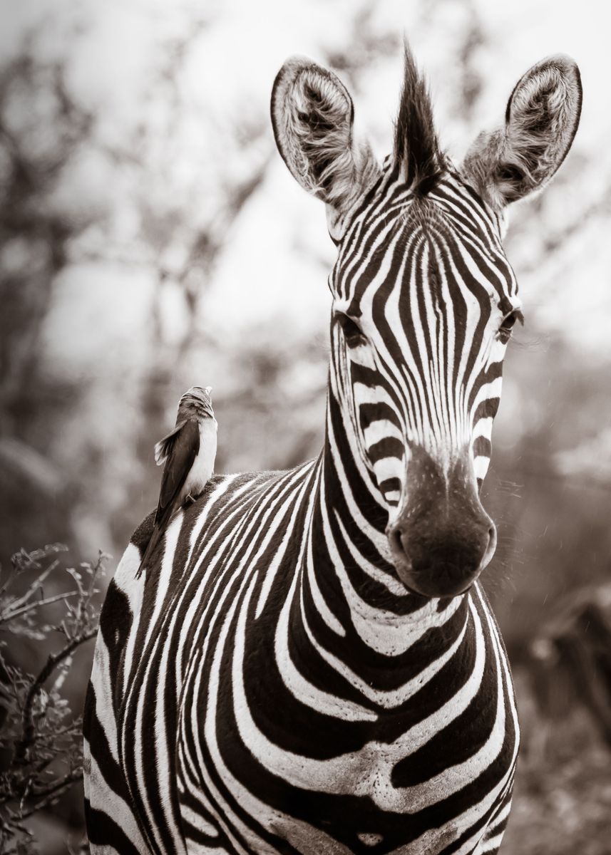 'Zebra in the Rain' Poster by Barbara Higgins Creations | Displate